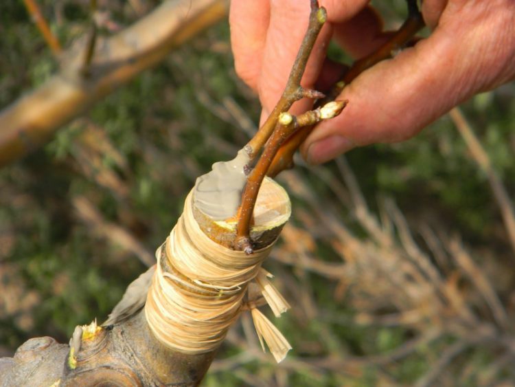 Altoirea pomilor fructiferi, diferitele tehnici - Agricultura